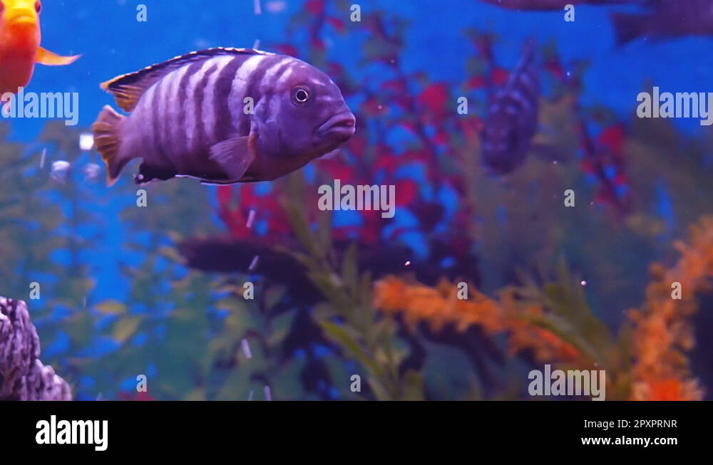 Freshwater aquarium fish Stock Videos & Footage - HD and 4K Video Clips ...