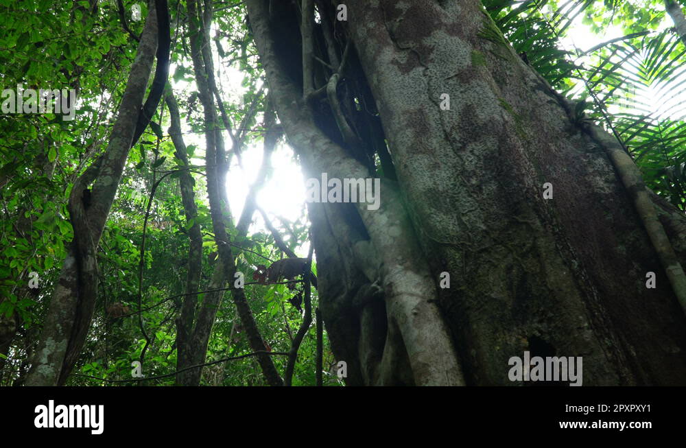 Trunk of fig tree Stock Videos & Footage - HD and 4K Video Clips - Alamy