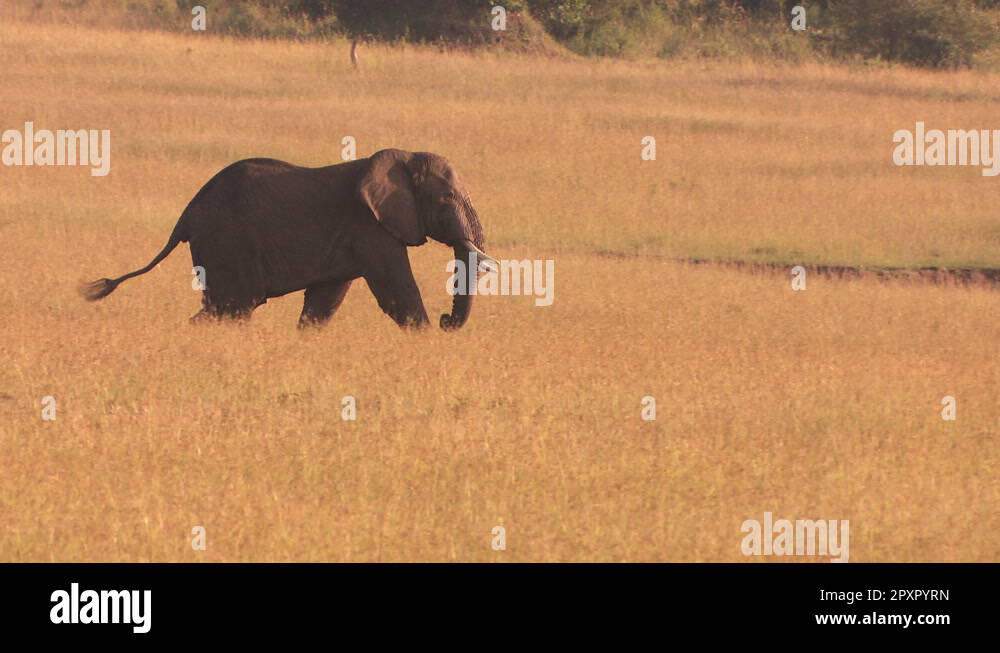 Elephant walk Stock Videos & Footage - HD and 4K Video Clips - Alamy