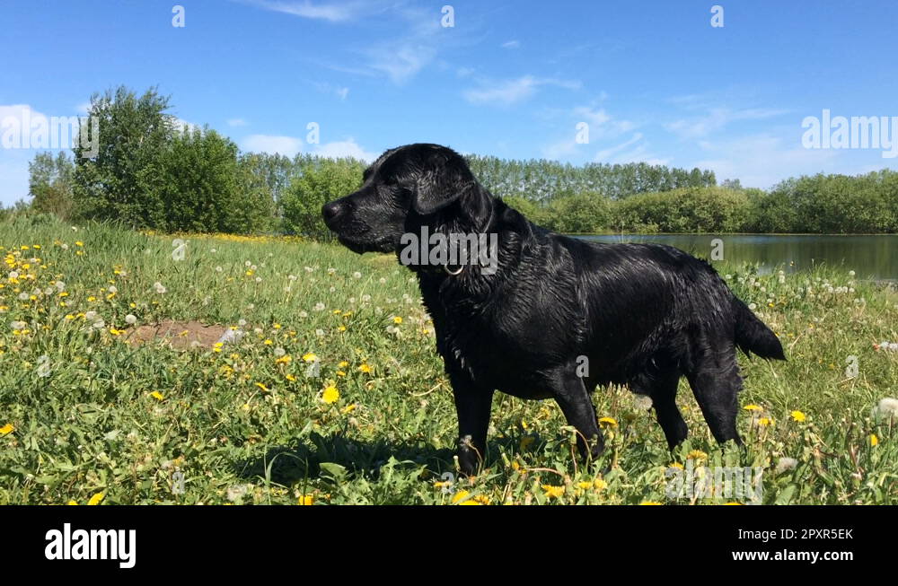 Black labrador coat Stock Videos & Footage - HD and 4K Video Clips - Alamy