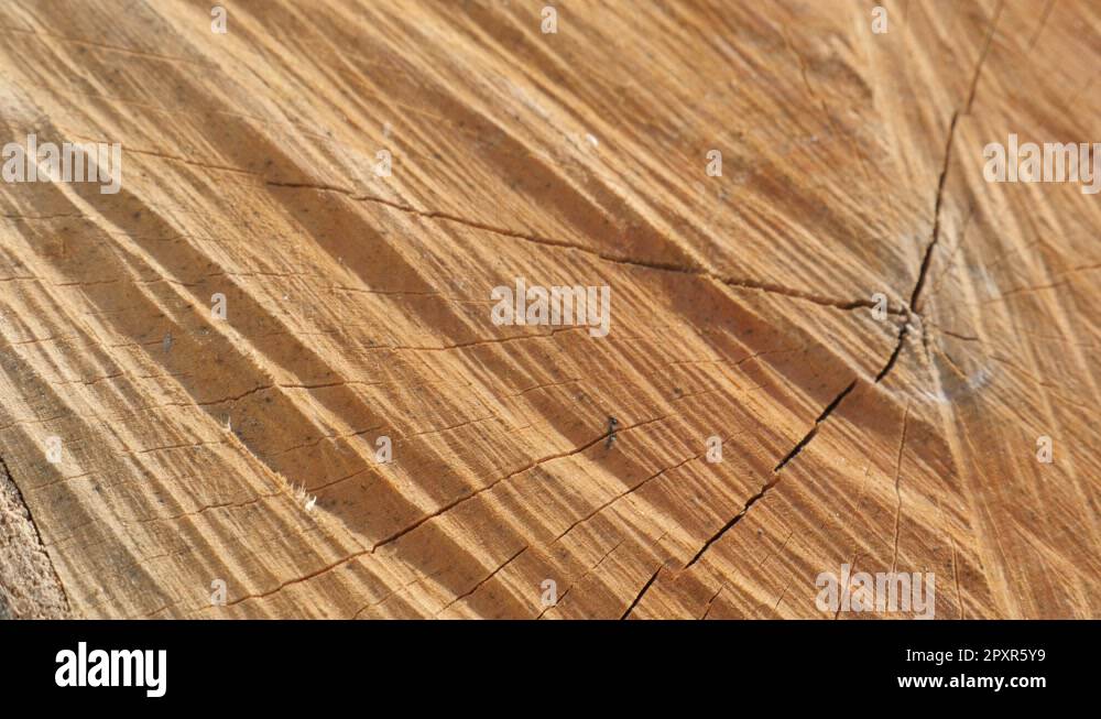 Log cross section tree rings Stock Videos & Footage - HD and 4K Video ...