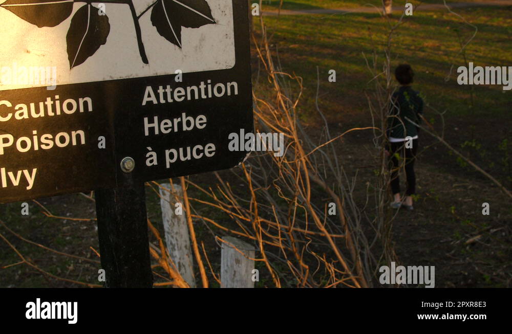 The ivy sign Stock Videos & Footage - HD and 4K Video Clips - Alamy