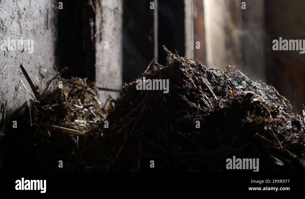 Pile of feces feces Stock Videos & Footage - HD and 4K Video Clips - Alamy