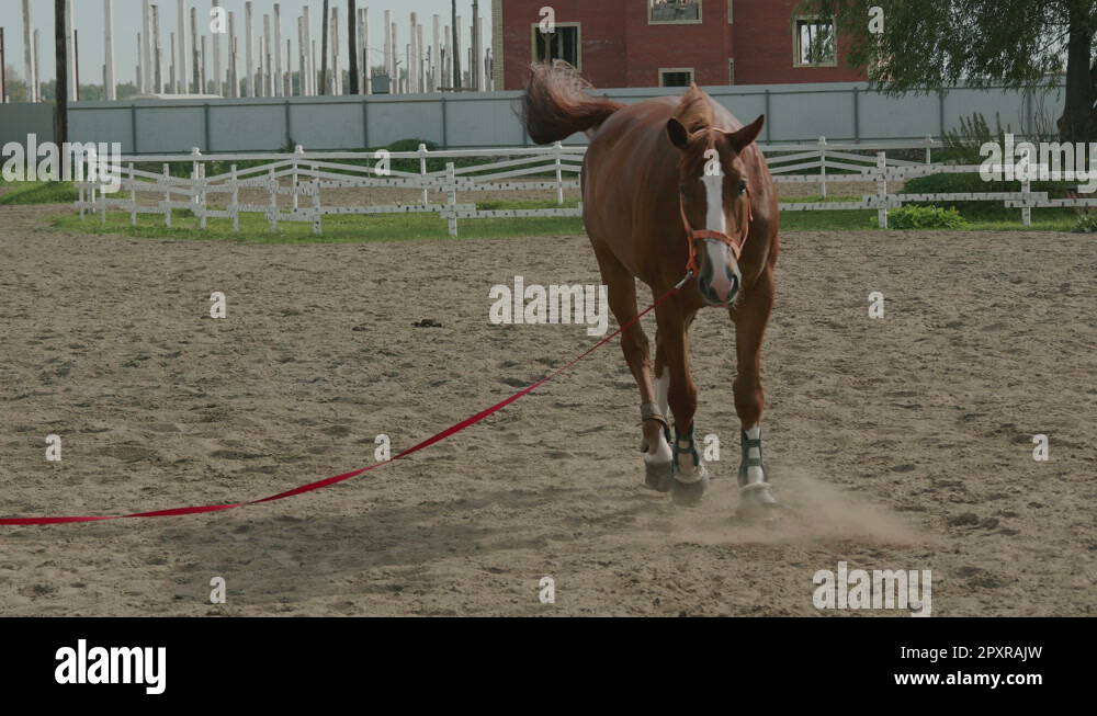 Leash horse Stock Videos & Footage - HD and 4K Video Clips - Alamy