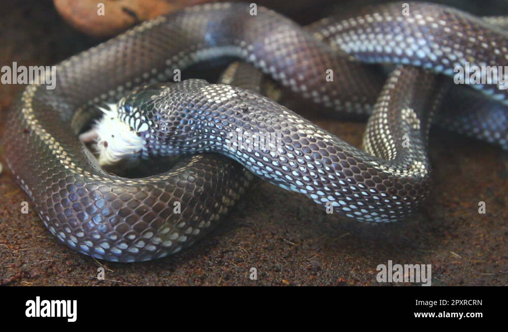Terrified snake Stock Videos & Footage - HD and 4K Video Clips - Alamy