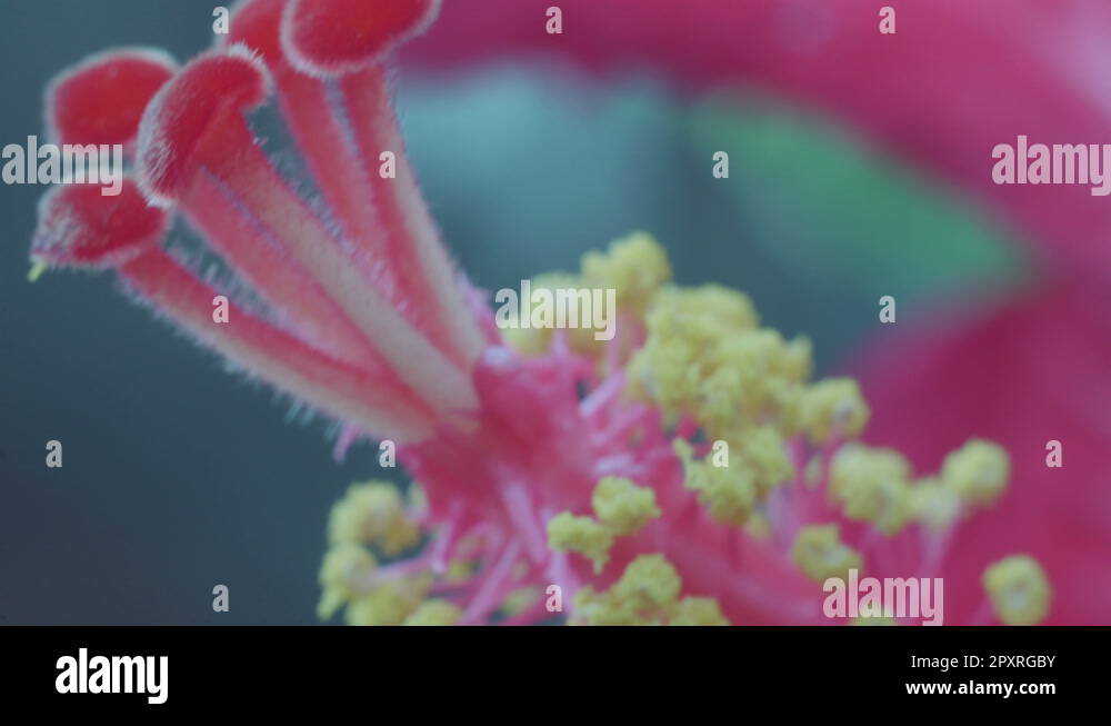 Violet stigma Stock Videos & Footage - HD and 4K Video Clips - Alamy