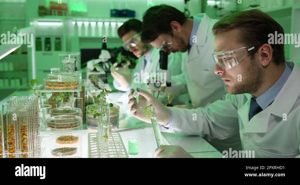 Laboratory Researchers Test Genetically Modified Plants Seeds Gmo Food ...