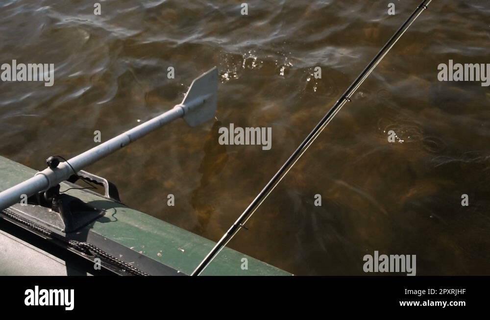 Oar fish Stock Videos & Footage - HD and 4K Video Clips - Alamy
