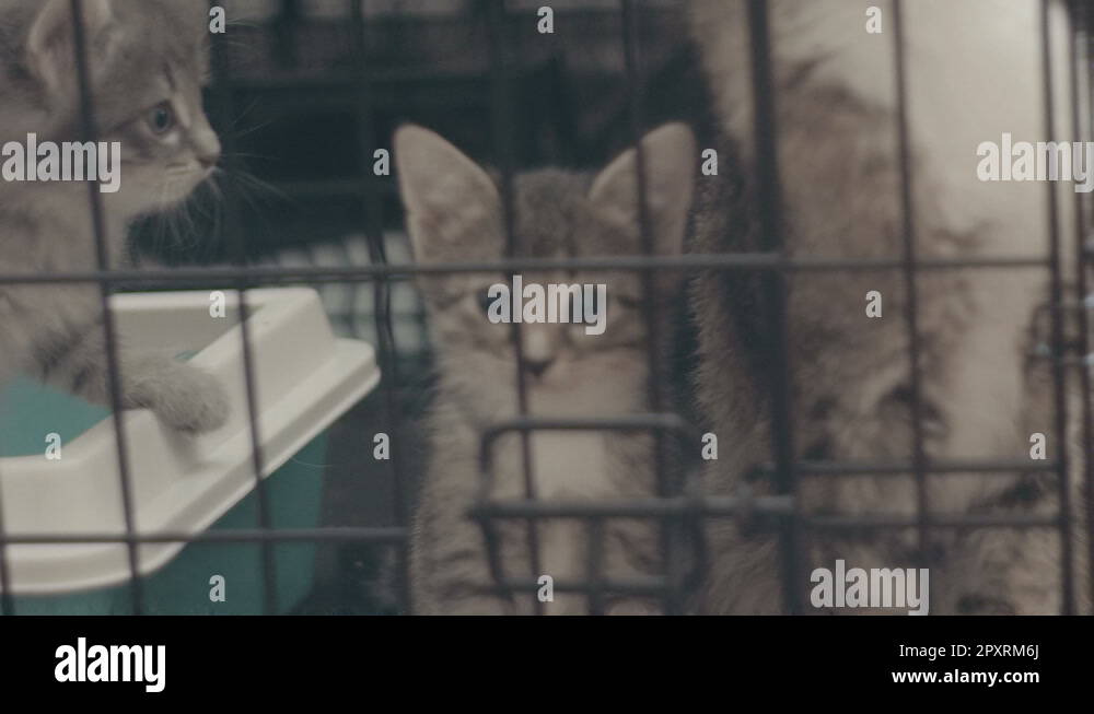 Homeless kitty Stock Videos & Footage - HD and 4K Video Clips - Alamy