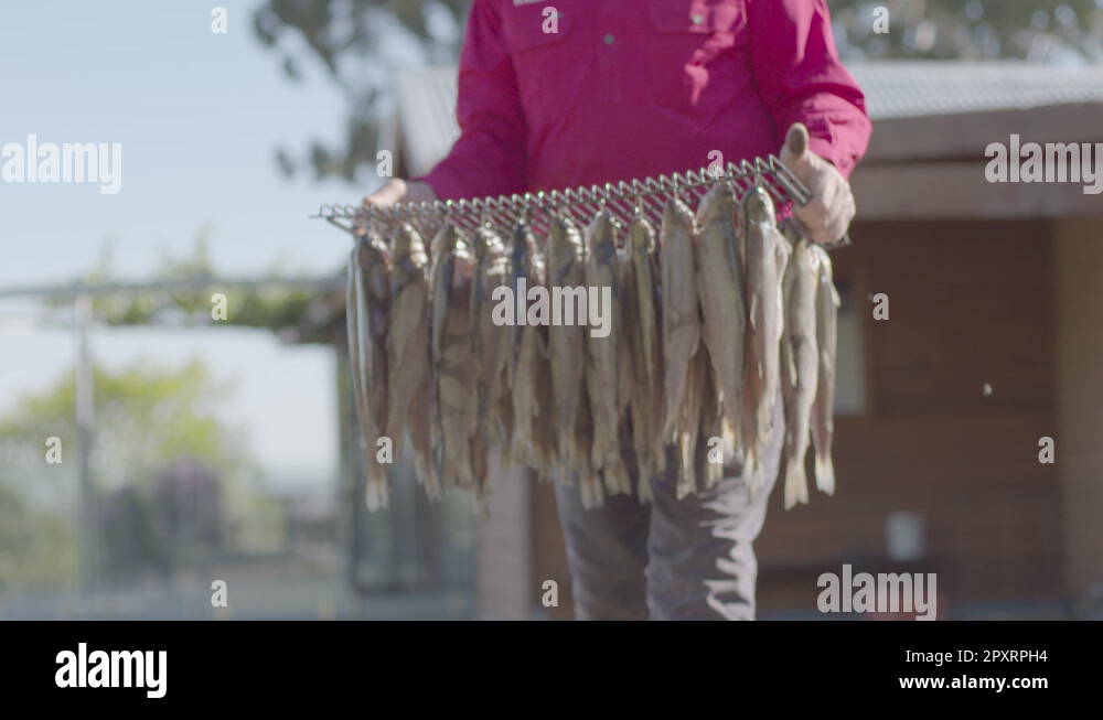 Salmon farming fish hanging Stock Video Footage - Alamy