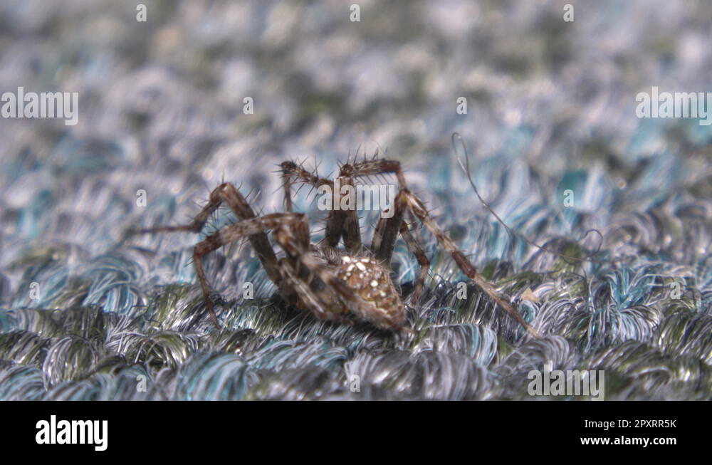 Carpet spider Stock Videos & Footage - HD and 4K Video Clips - Alamy