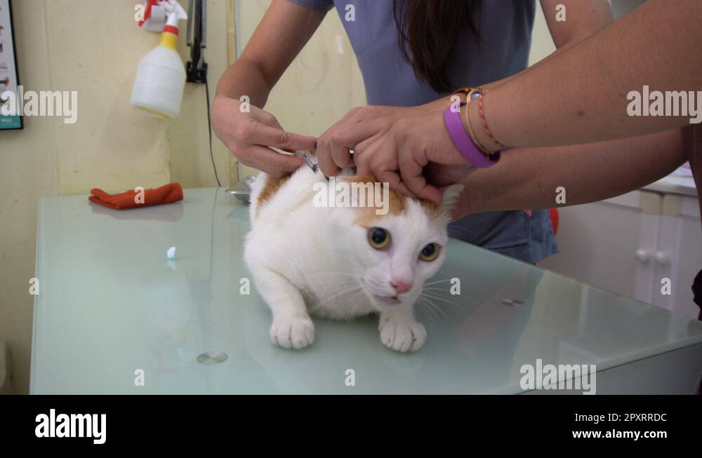 Veterinarian cat injection Stock Videos & Footage - HD and 4K Video ...