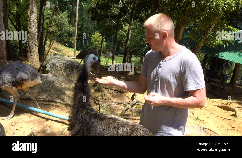 Ostrich and man Stock Videos & Footage - HD and 4K Video Clips - Alamy