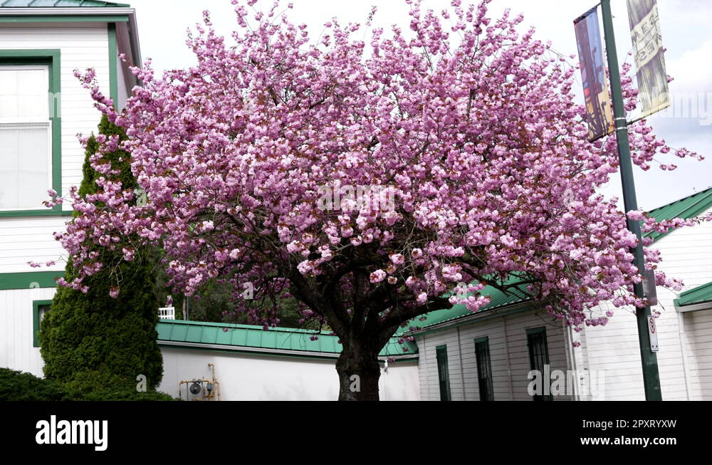 Weeping cherry tree Stock Videos & Footage - HD and 4K Video Clips - Alamy
