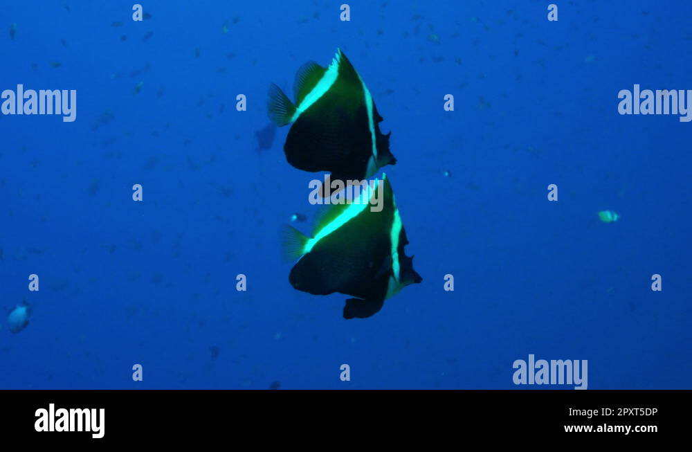 Horned bannerfish Stock Videos & Footage - HD and 4K Video Clips - Alamy