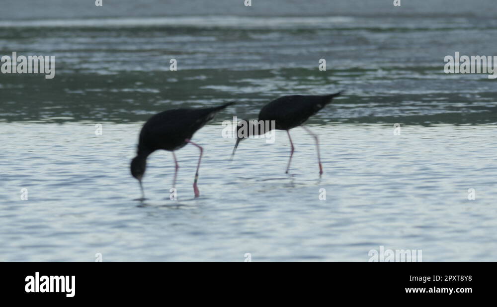 Stilt species Stock Videos & Footage - HD and 4K Video Clips - Alamy
