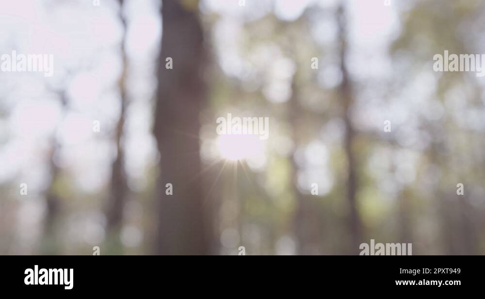 sunlight makes its way through trees, in focus and out of focus ...