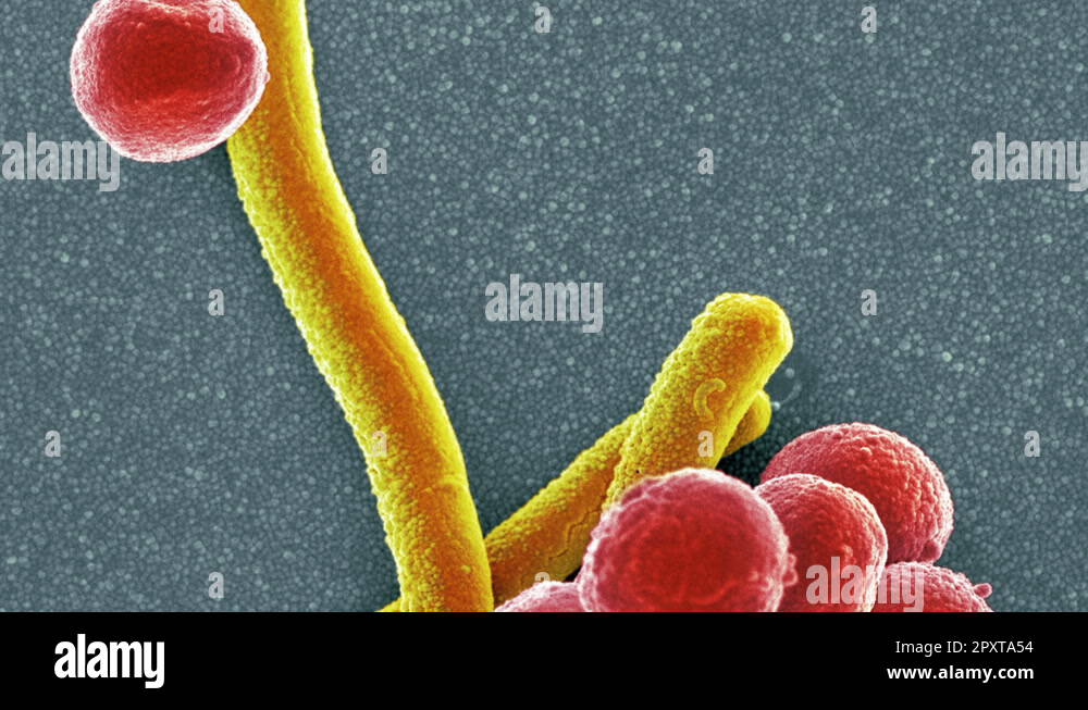 Bacillus shaped bacteria Stock Videos & Footage - HD and 4K Video Clips - Alamy