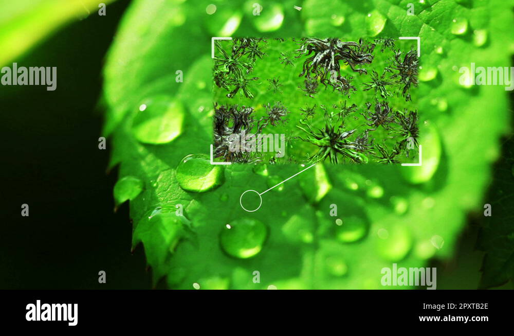 Leaf microbiology Stock Videos & Footage - HD and 4K Video Clips - Alamy