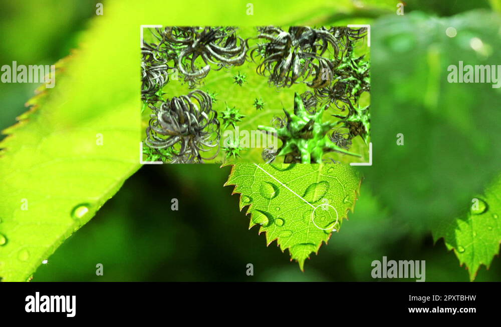 Microbiology. Microorganisms. Parasites and bacteria on leaf of young ...