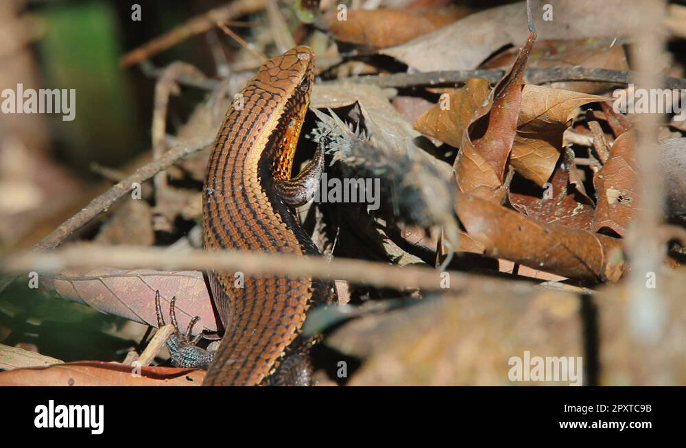 Beautiful skink Stock Videos & Footage - HD and 4K Video Clips - Alamy