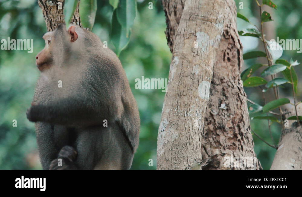 Monkey pack Stock Videos & Footage - HD and 4K Video Clips - Alamy
