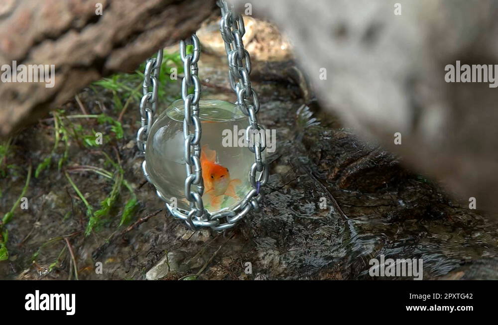 goldfish on the chains in the aquarium on the Riverwalk Stock Video ...