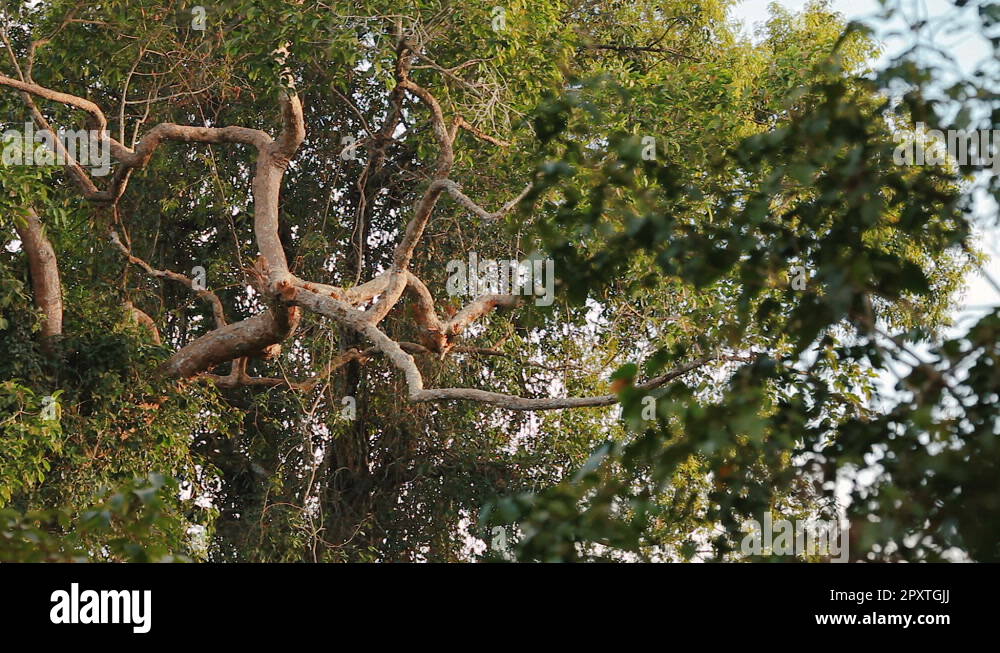 Crooked tree wildlife Stock Videos & Footage - HD and 4K Video Clips ...