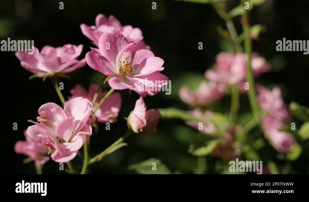 Mini pink rose Stock Videos & Footage - HD and 4K Video Clips - Alamy