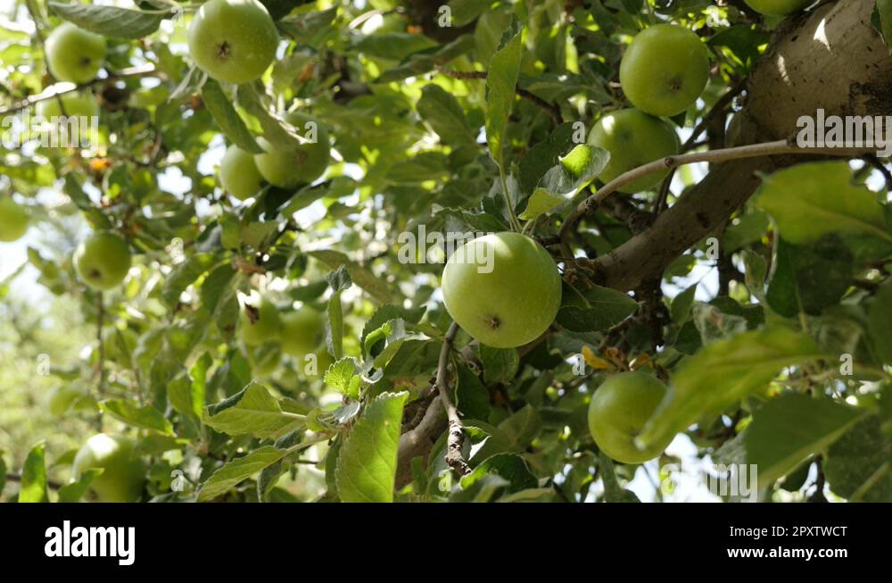 Malus pumila plant with young fruit Stock Video Footage - Alamy