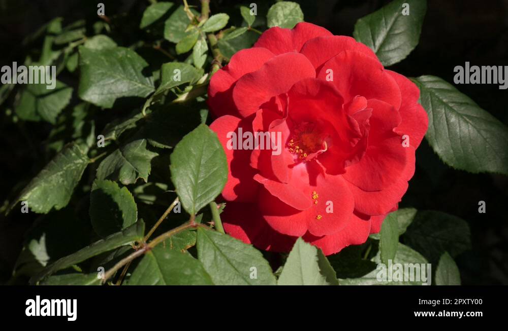 Red shrub rose Stock Videos & Footage - HD and 4K Video Clips - Alamy