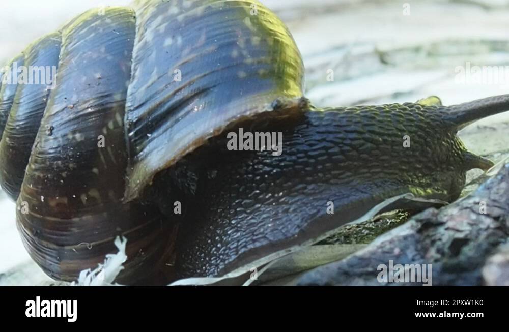 Mollusc mollusca snail Stock Videos & Footage - HD and 4K Video Clips ...