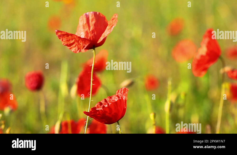 Poppy branch Stock Videos & Footage - HD and 4K Video Clips - Alamy