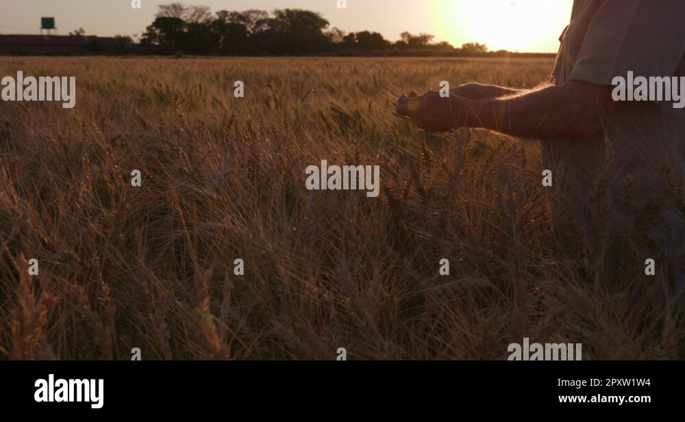 Backlit ears Stock Videos & Footage - HD and 4K Video Clips - Alamy