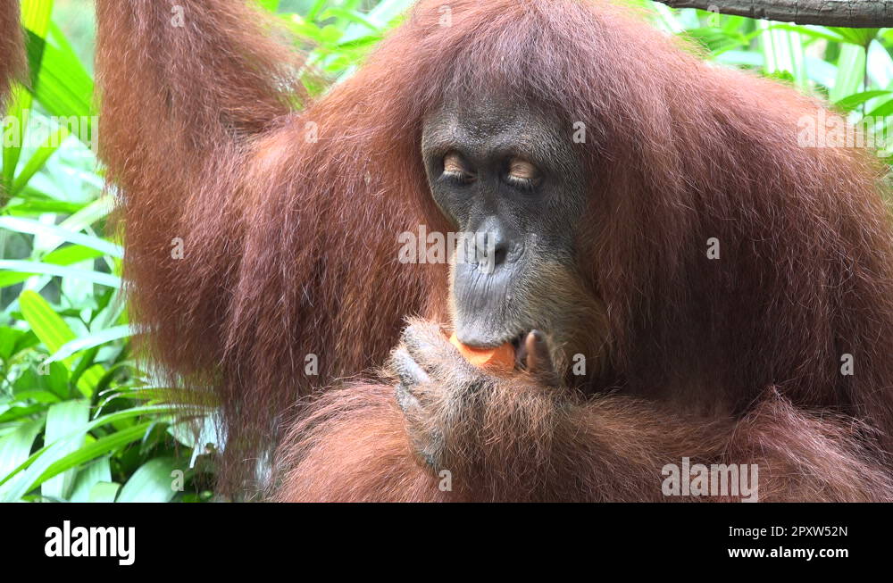Endangered orangutan asia Stock Videos & Footage - HD and 4K Video ...
