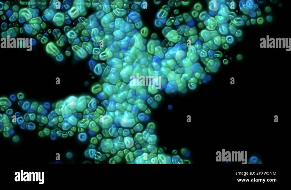 virus and stem cells,bubble and herpes under microscope.abstract ...