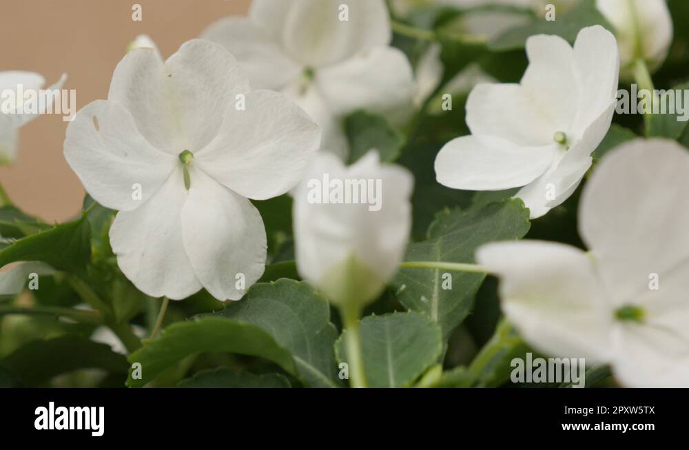 White details flower Stock Videos & Footage - HD and 4K Video Clips - Alamy