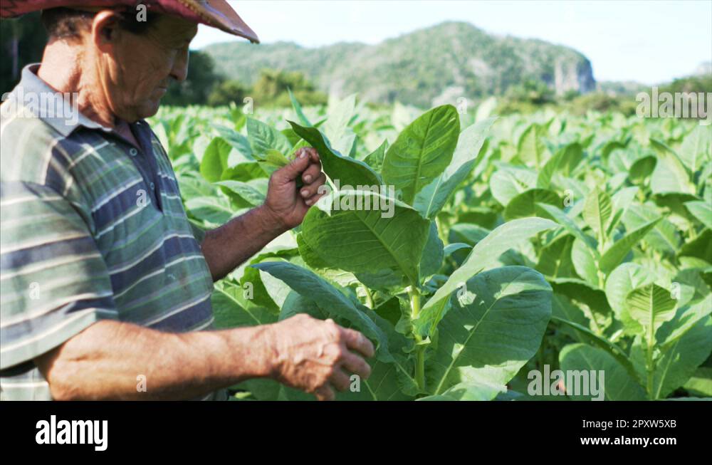 4K Cuban man male farmer farming in Tobacco plantation field in Cuba ...