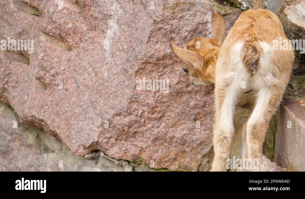 Jumping mountain goat Stock Videos & Footage - HD and 4K Video Clips ...