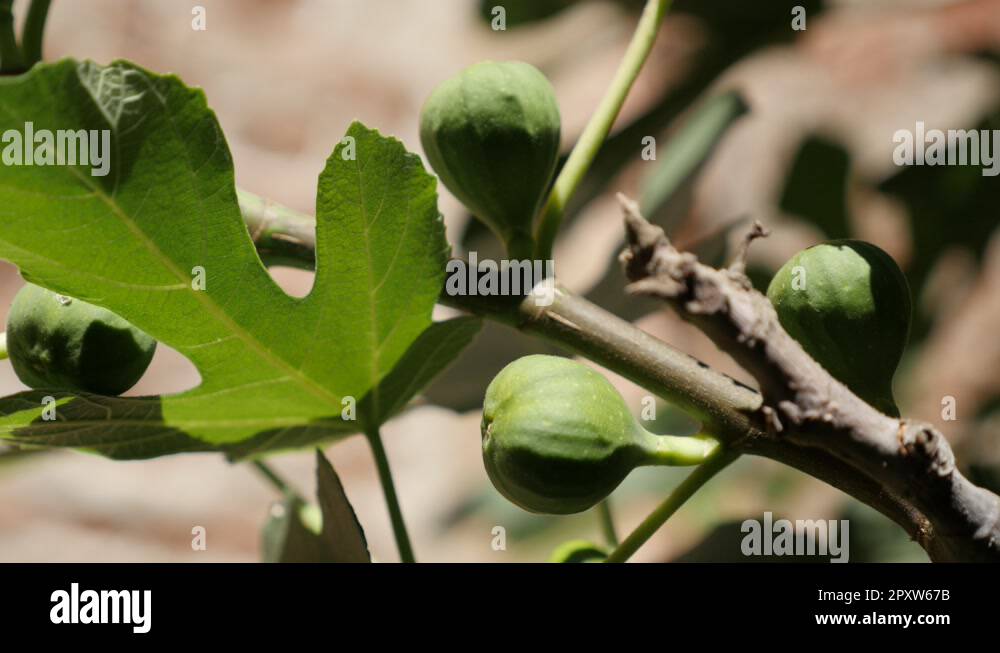 Fig Shrub Stock Videos And Footage Hd And 4k Video Clips Alamy