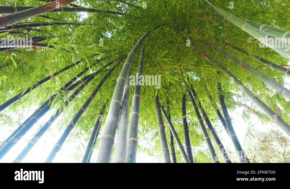 Forest resources building Stock Videos & Footage - HD and 4K Video ...