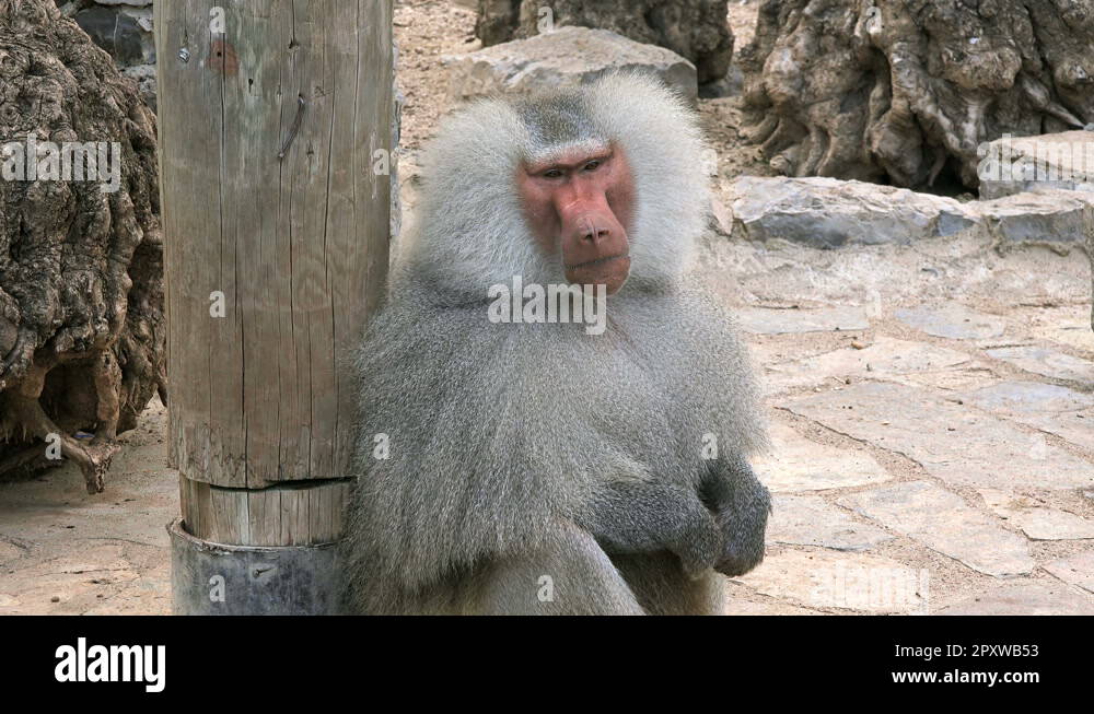 Monkey gesture Stock Videos & Footage - HD and 4K Video Clips - Alamy