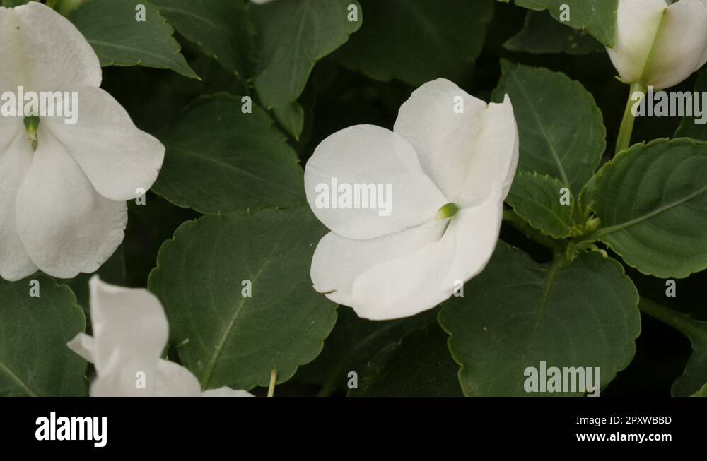 White touch Stock Videos & Footage - HD and 4K Video Clips - Alamy