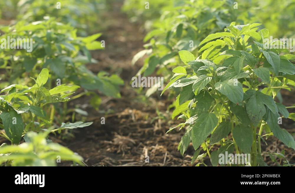 Sesame leaf plant Stock Videos & Footage - HD and 4K Video Clips - Alamy