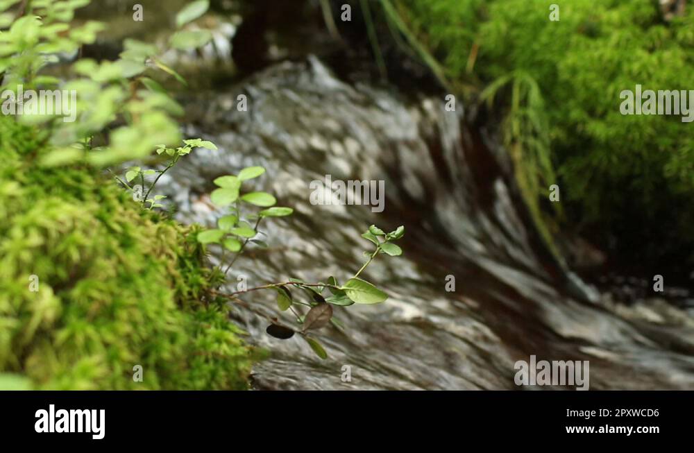 Continuous forest landscape Stock Videos & Footage - HD and 4K Video ...