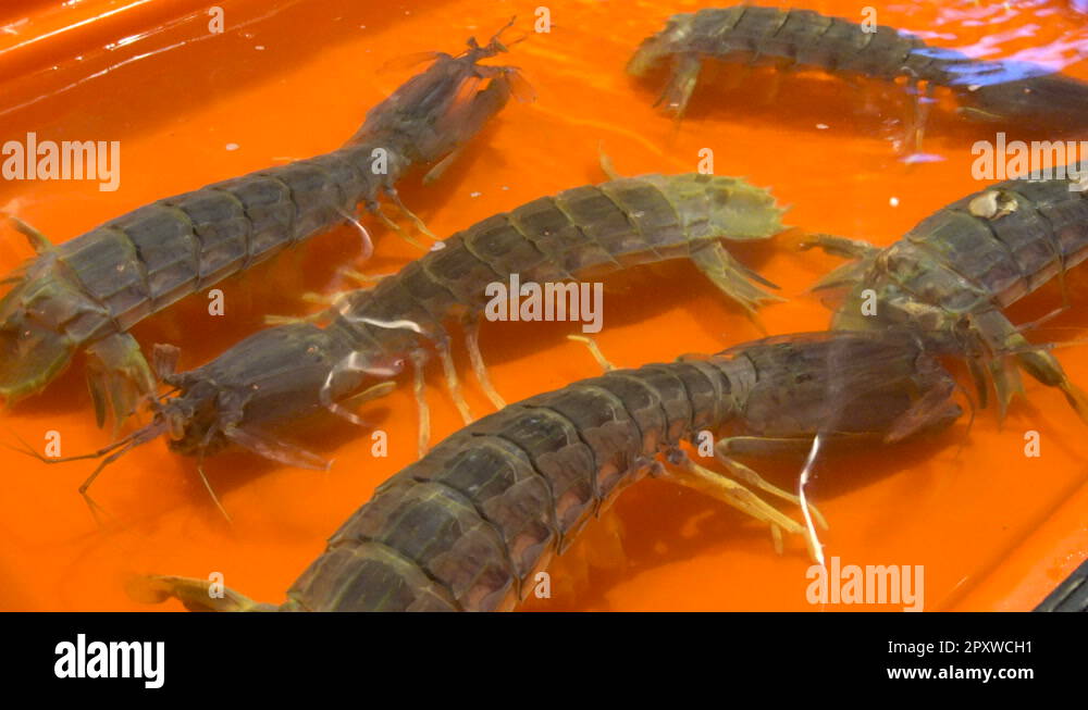 Exotic seafood Stock Videos & Footage - HD and 4K Video Clips - Alamy
