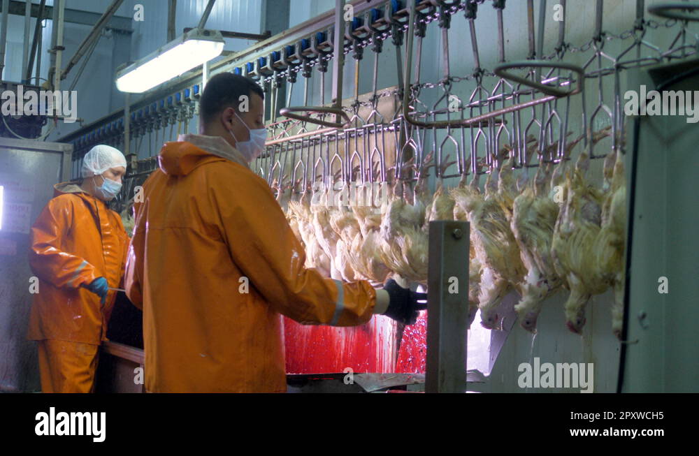 Neck chickens Stock Videos & Footage - HD and 4K Video Clips - Alamy