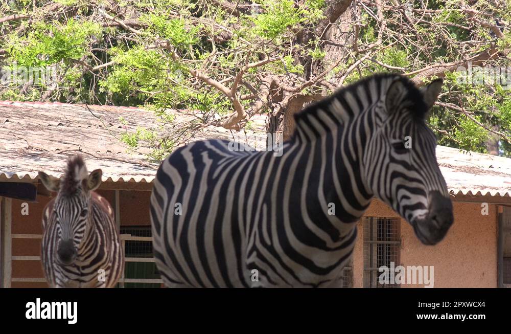 Beautiful zebras Stock Videos & Footage - HD and 4K Video Clips - Alamy