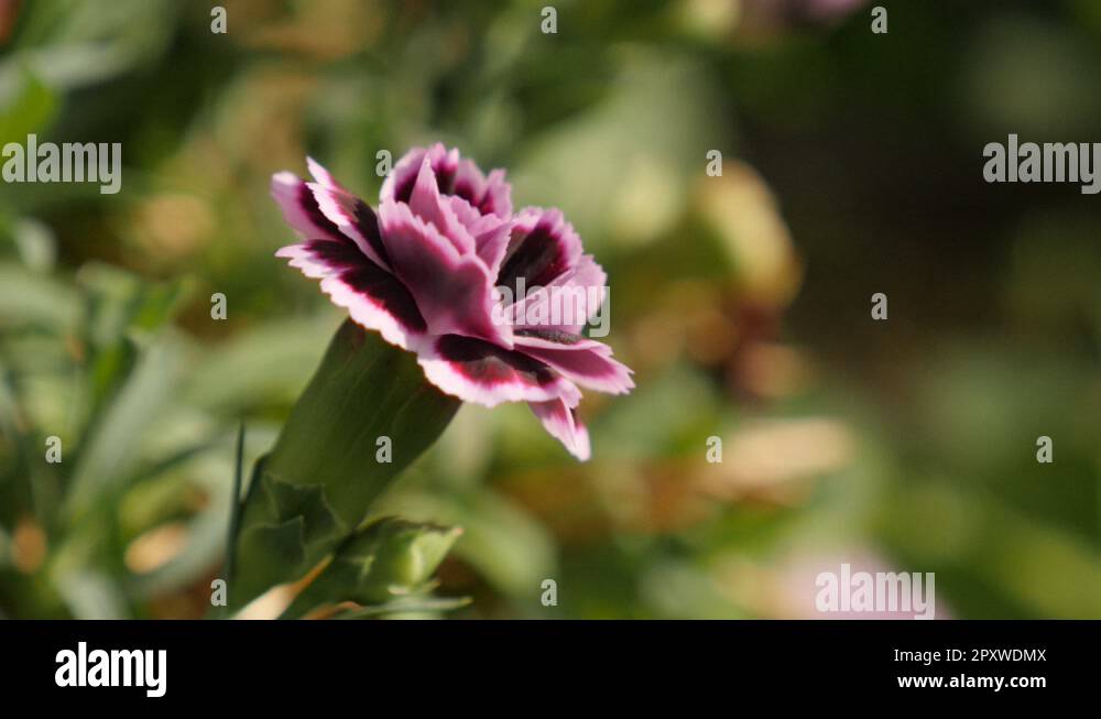 Beautiful carnation Stock Videos & Footage - HD and 4K Video Clips - Alamy