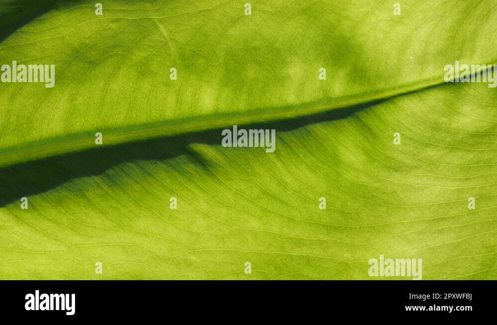 Ear texture Stock Videos & Footage - HD and 4K Video Clips - Alamy
